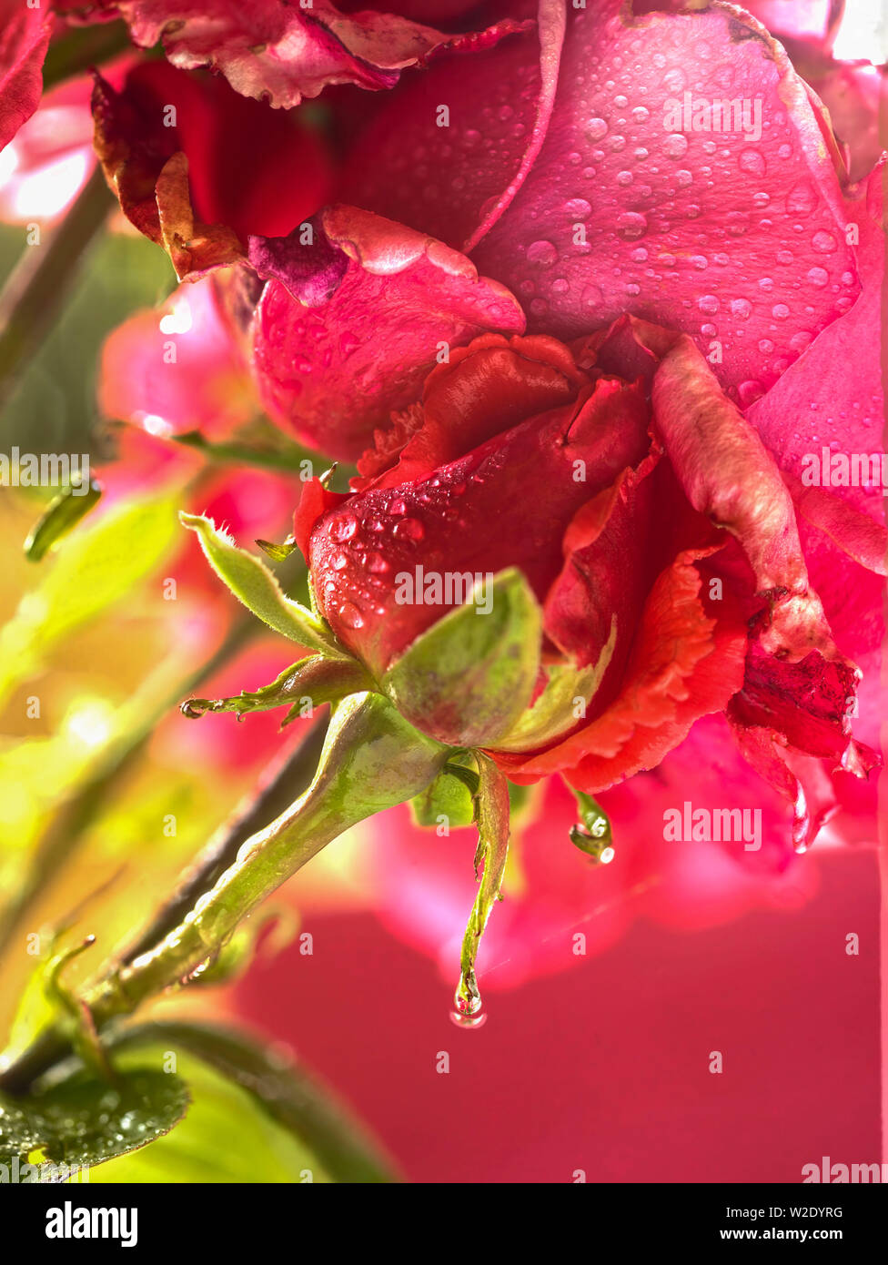 Very closed rosebud hi-res stock photography and images - Alamy