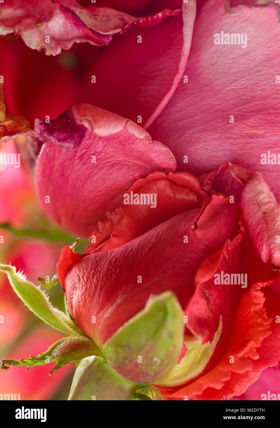 Closed rosebud hi-res stock photography and images - Alamy