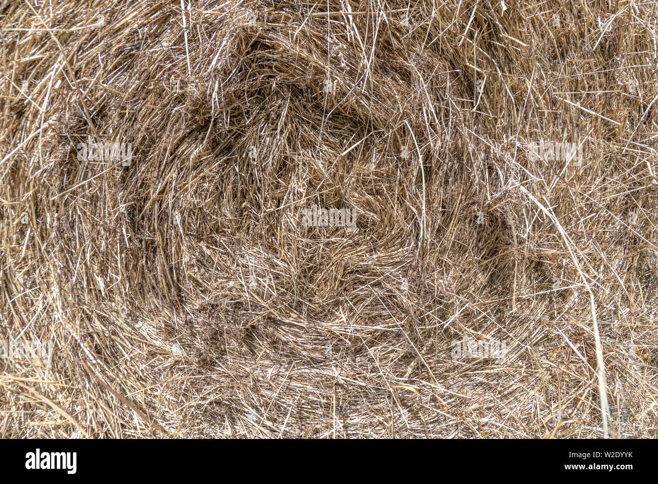 Frontal view of a bale of rolled dry straw as a background Stock Photo ...