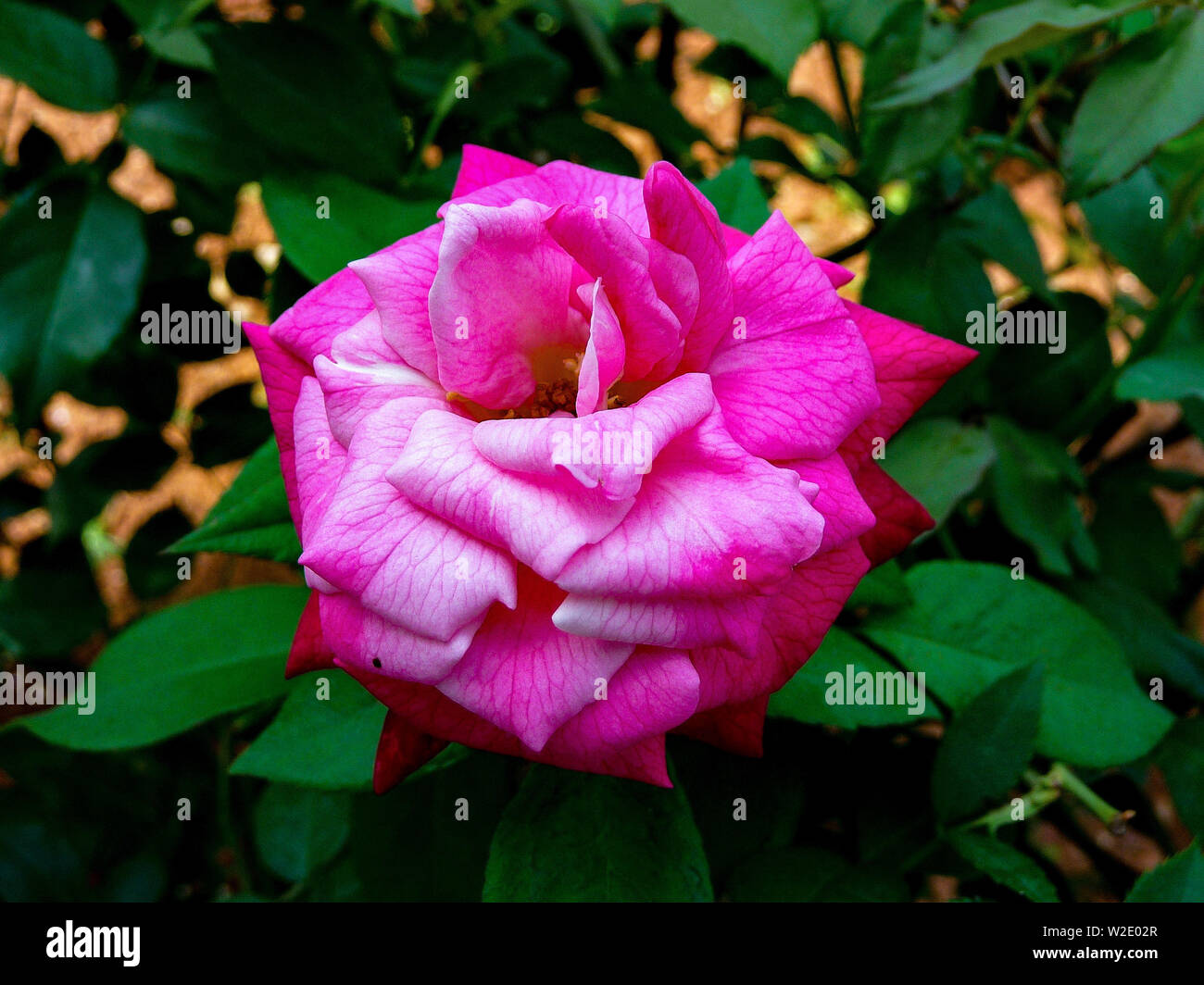 Rore hi-res stock photography and images - Alamy