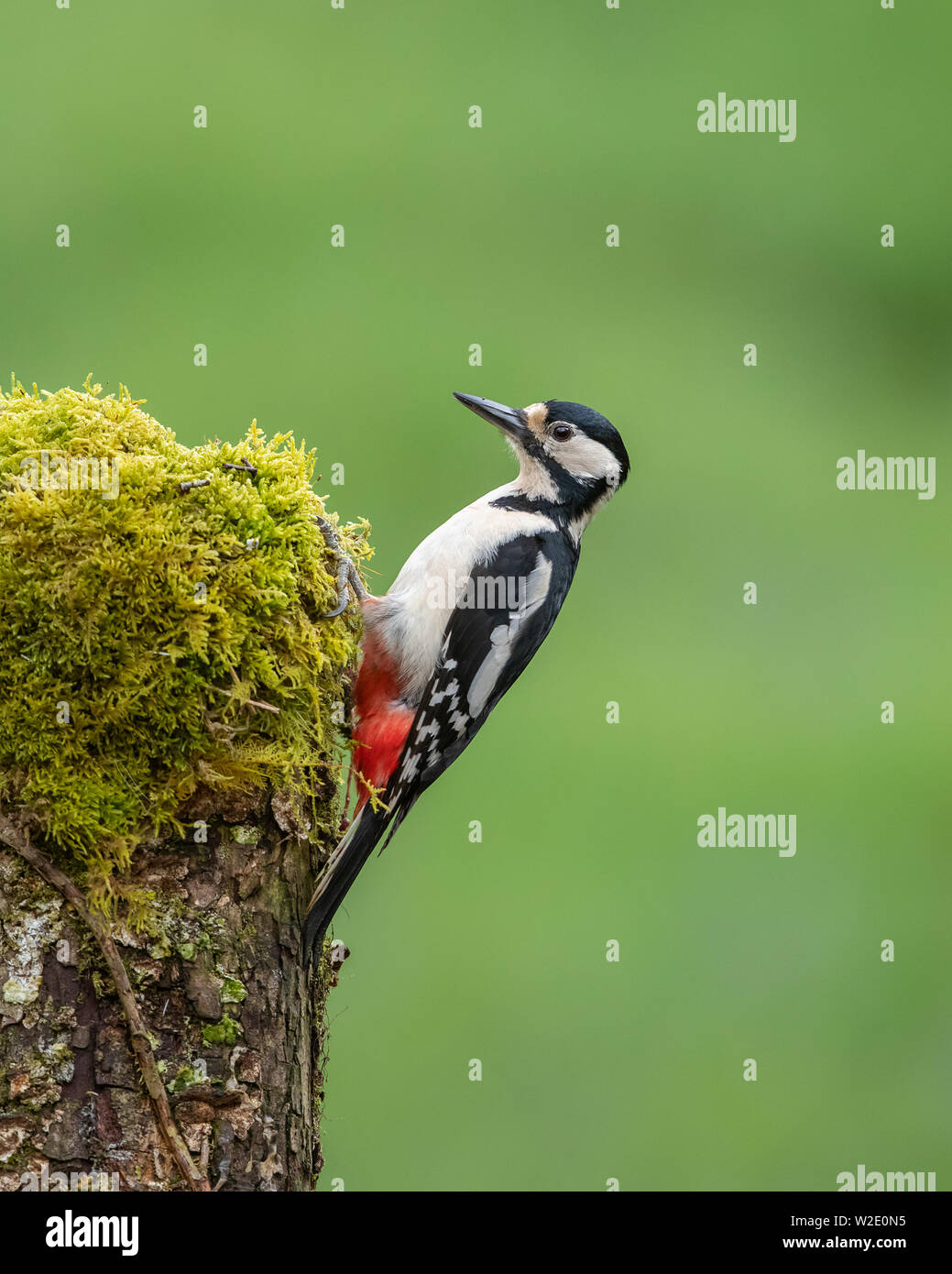 Adult female Great Spotted Woodpecker climbing a mossy tree stump ...