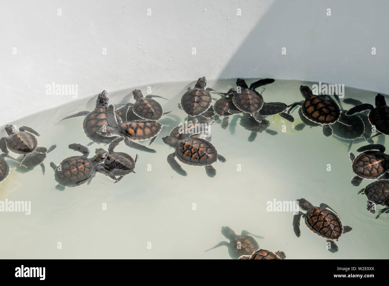 The sea turtle swims in the treatment pool for conservation Stock Photo ...