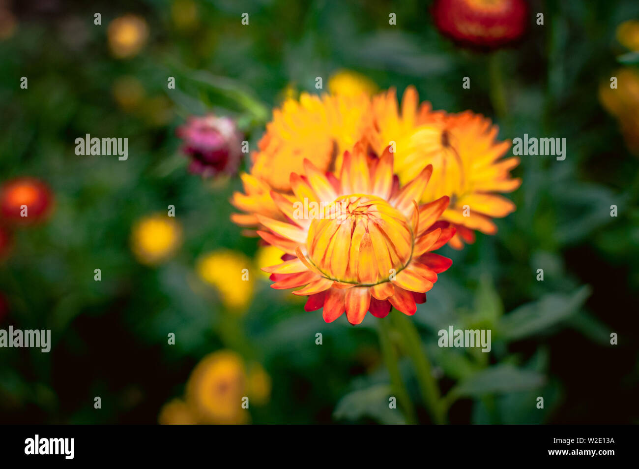 Yellow Football Mums