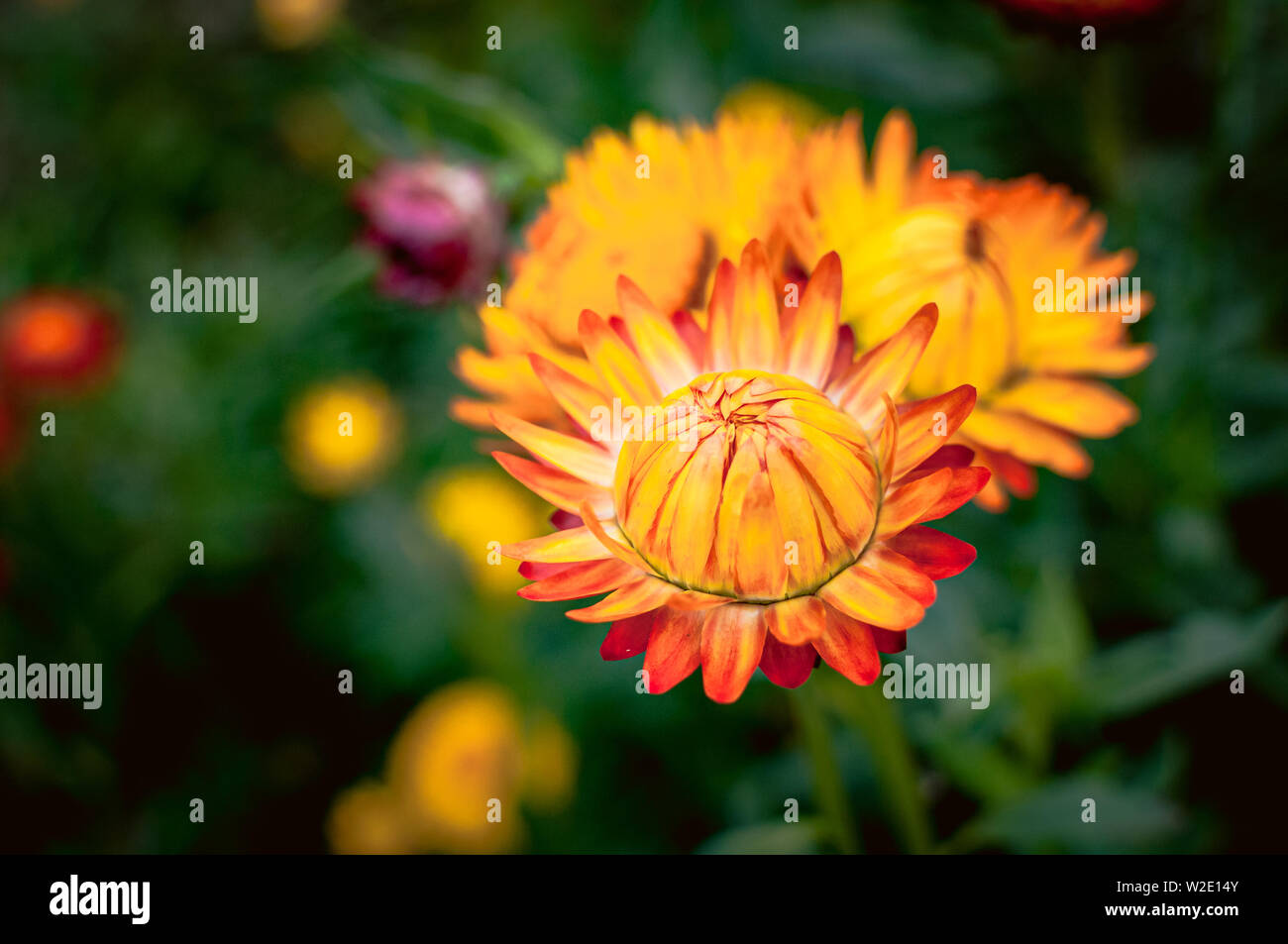 Yellow Football Mums