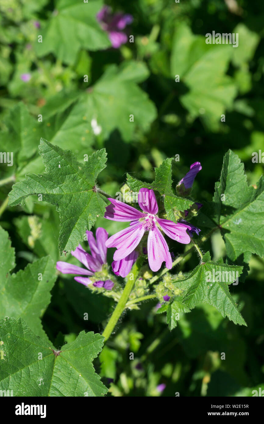 Common mallow with copy space hi-res stock photography and images - Alamy