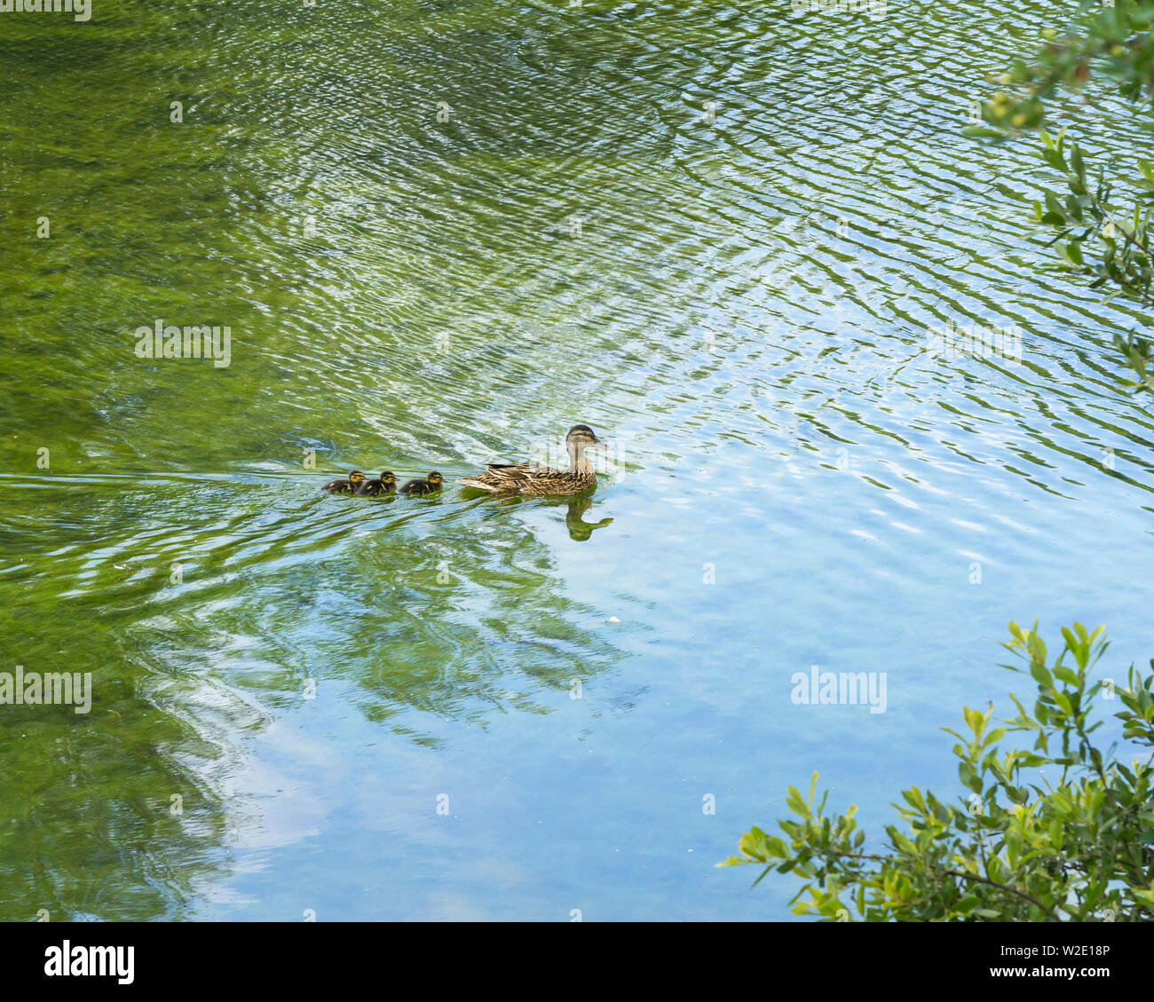 Mother Mallard duck with three chicks in tow Stock Photo - Alamy