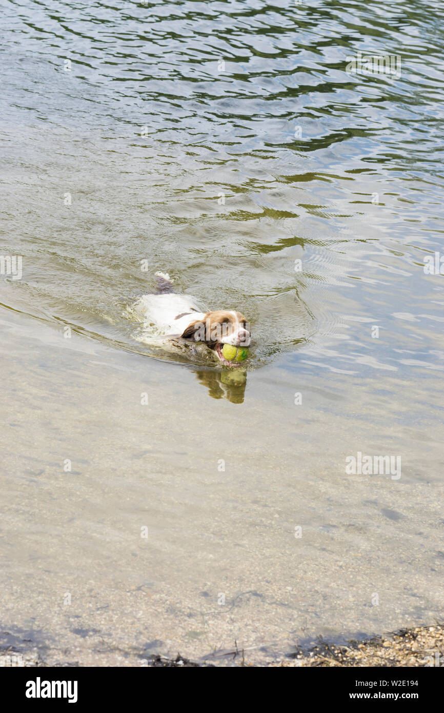 Springer spaniel swimming back with ball in mouth hi-res stock ...