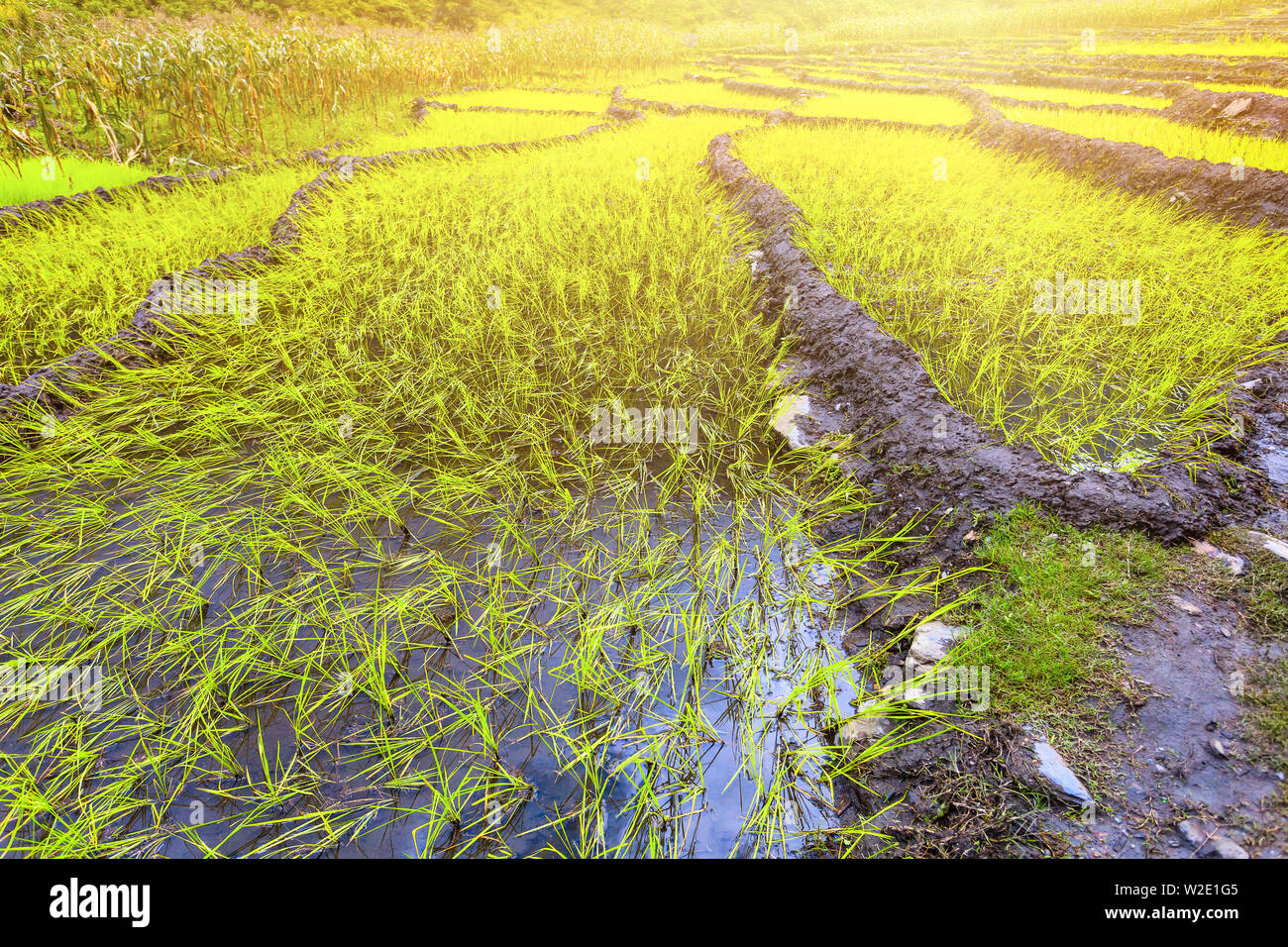 Green paddy fields in Nepal, Annapurna trekking Stock Photo - Alamy