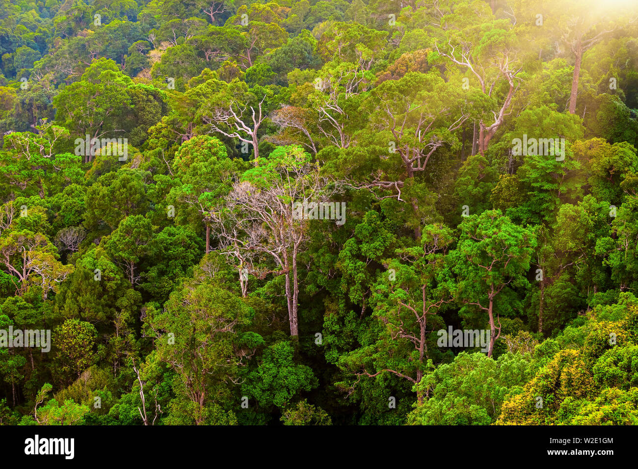 High above the forest hi-res stock photography and images - Alamy