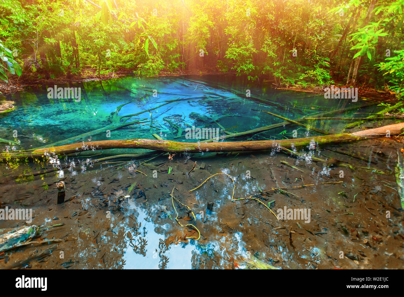 Blue green forest scenic trees hi-res stock photography and images - Alamy