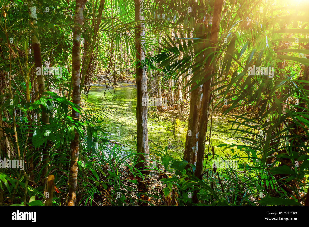 Stream in green tropical forest with sunlight Stock Photo - Alamy