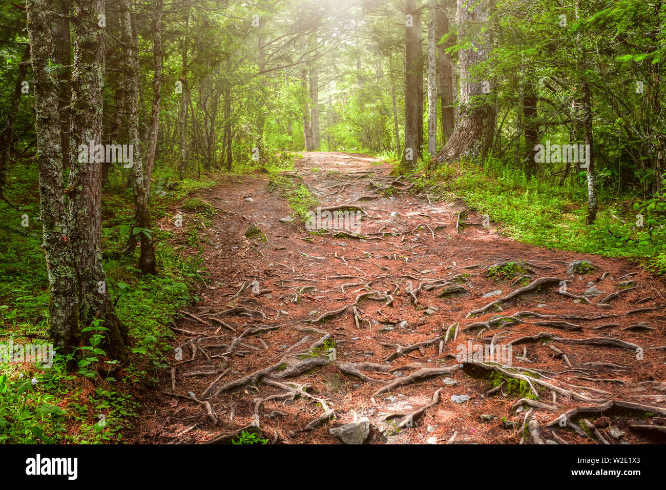 Trees with big roots in forest under sunshine in Nepal, Annapurna ...