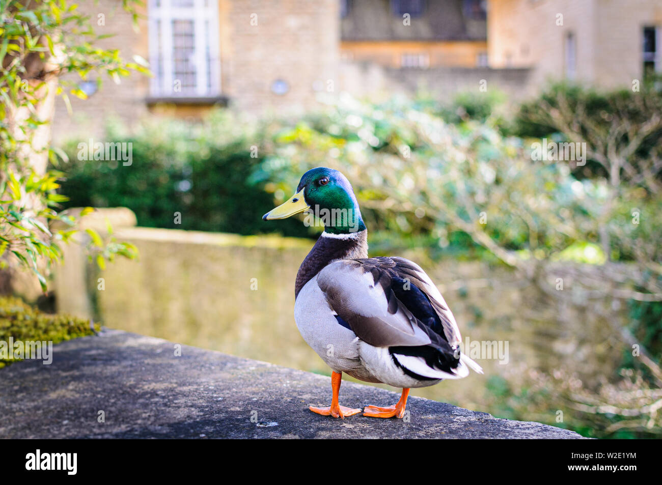 Adult male mallard drake standing hi-res stock photography and images ...