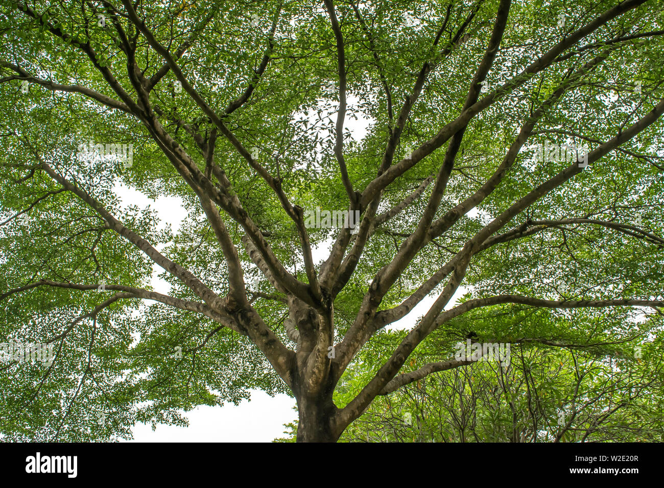 View of the green giant tree for the natural environment concept ...