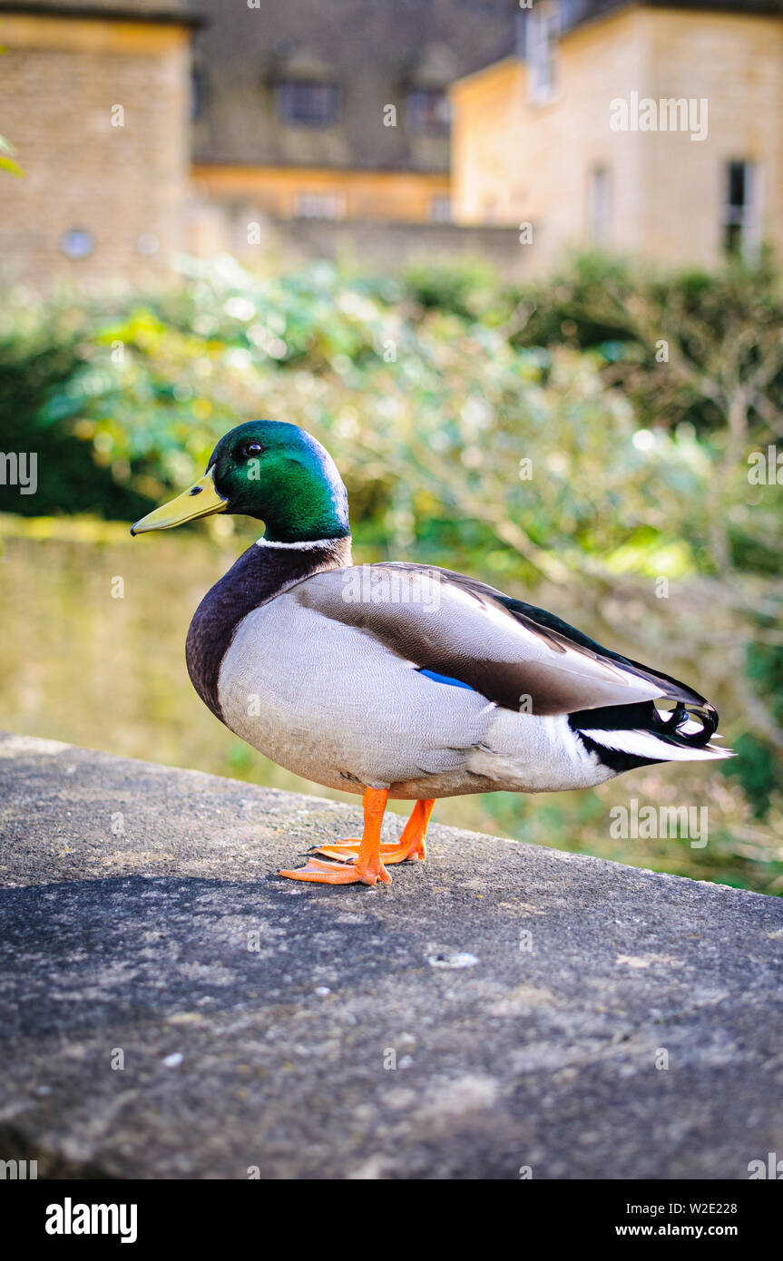 Duck eye looking view hi-res stock photography and images - Alamy