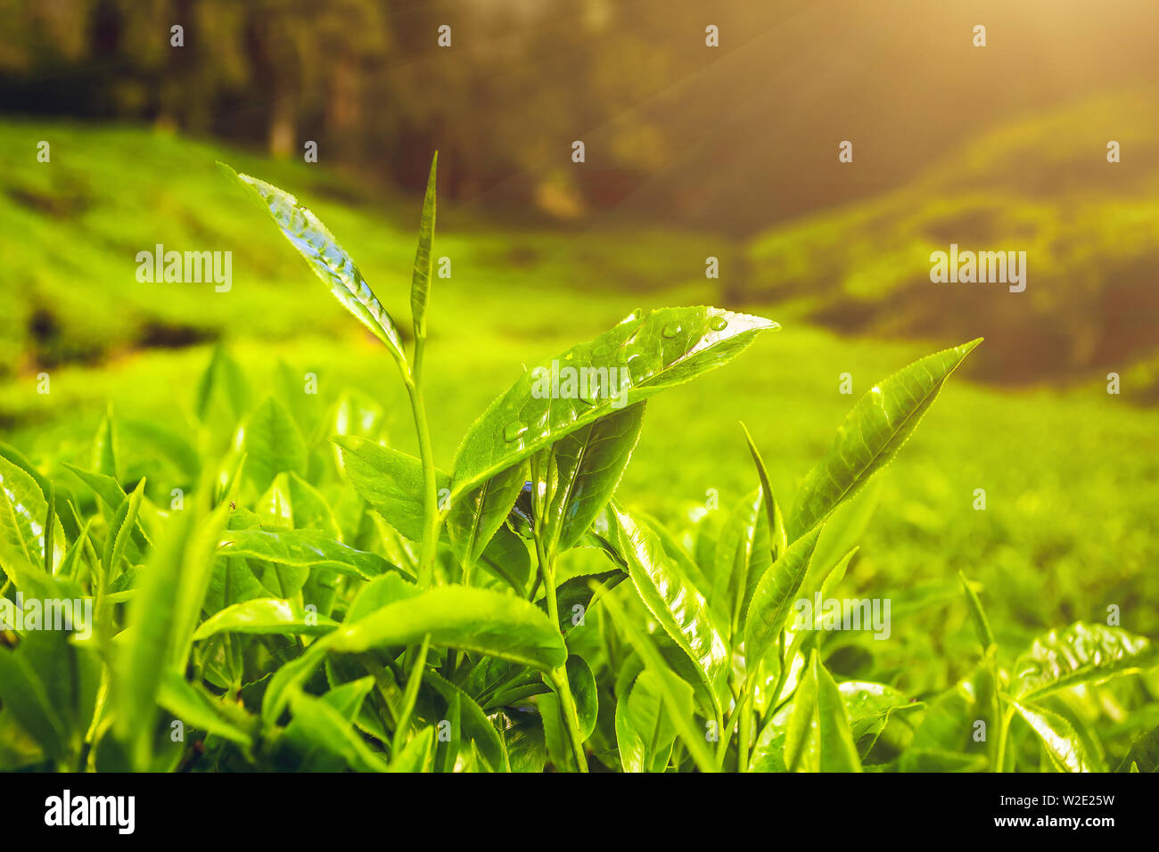 Tea plantation with tea leaves in sunshine. Nature background Stock ...