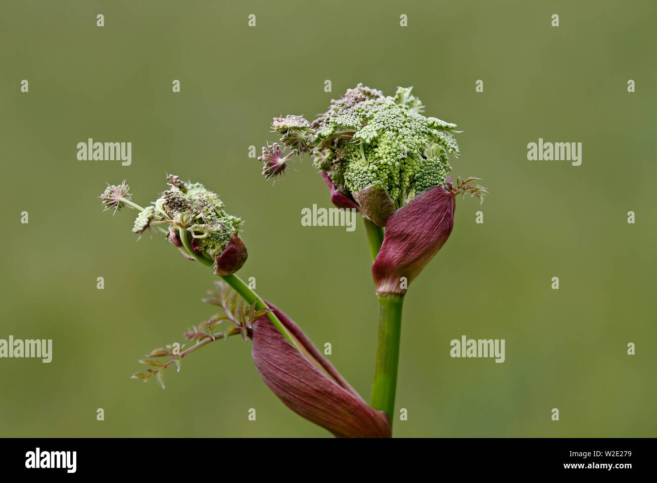 Wild angelica (angelica sylvestris) beginning to bloom, buds are ...