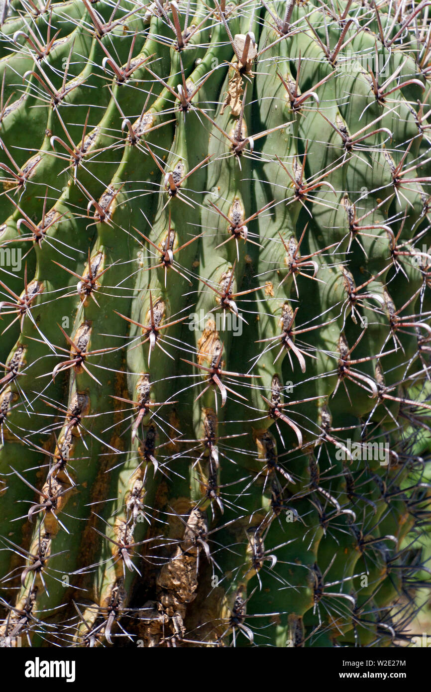 Broken cactus hi-res stock photography and images - Alamy