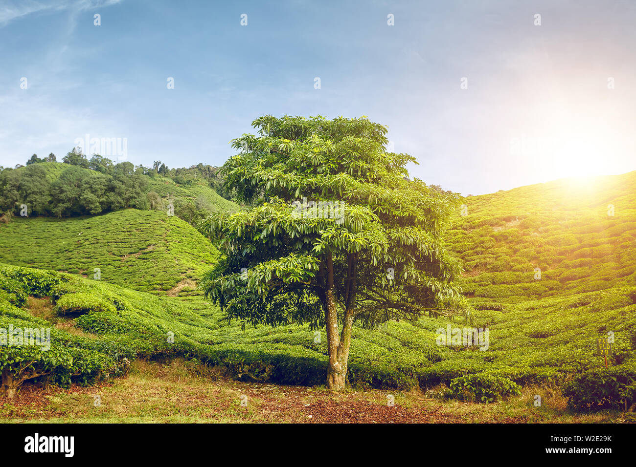 Colorful landscape. tree in the green valley Stock Photo - Alamy