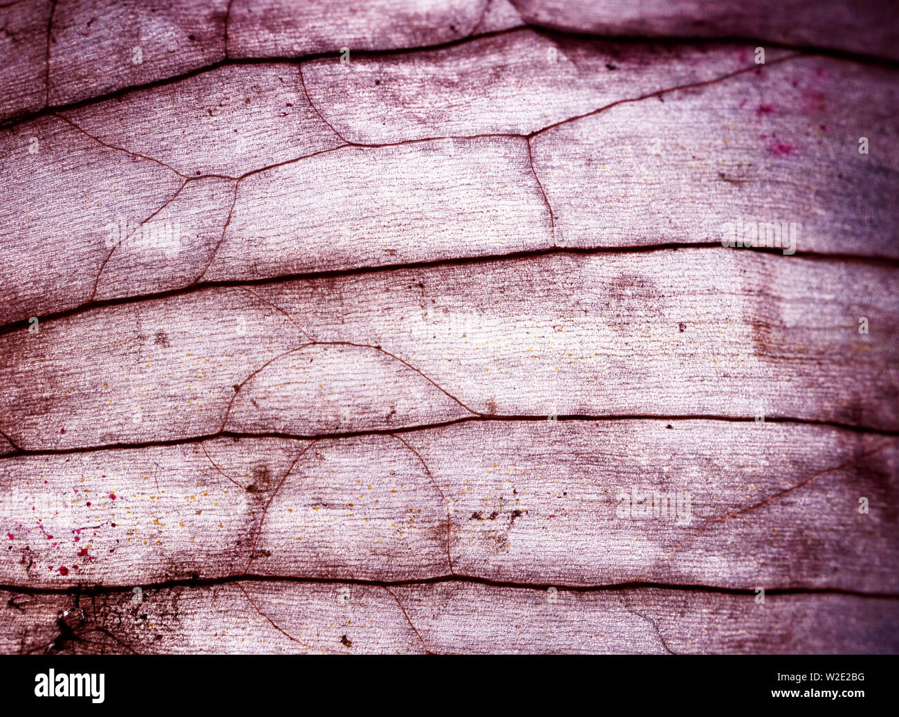 Cell histology healthy hi-res stock photography and images - Alamy