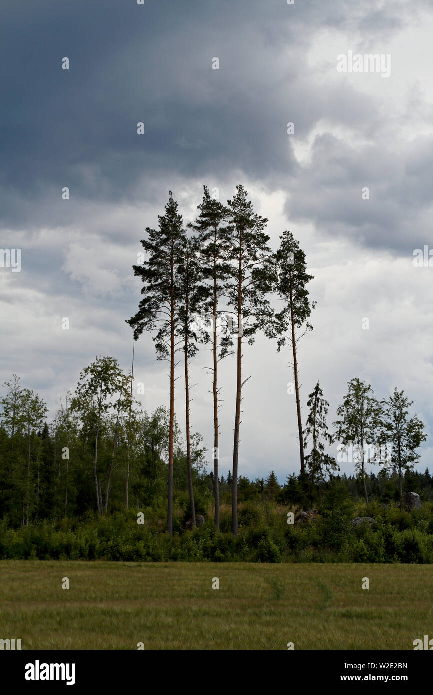 Five tall pine trees left after forestry. Thunder storm is approaching ...