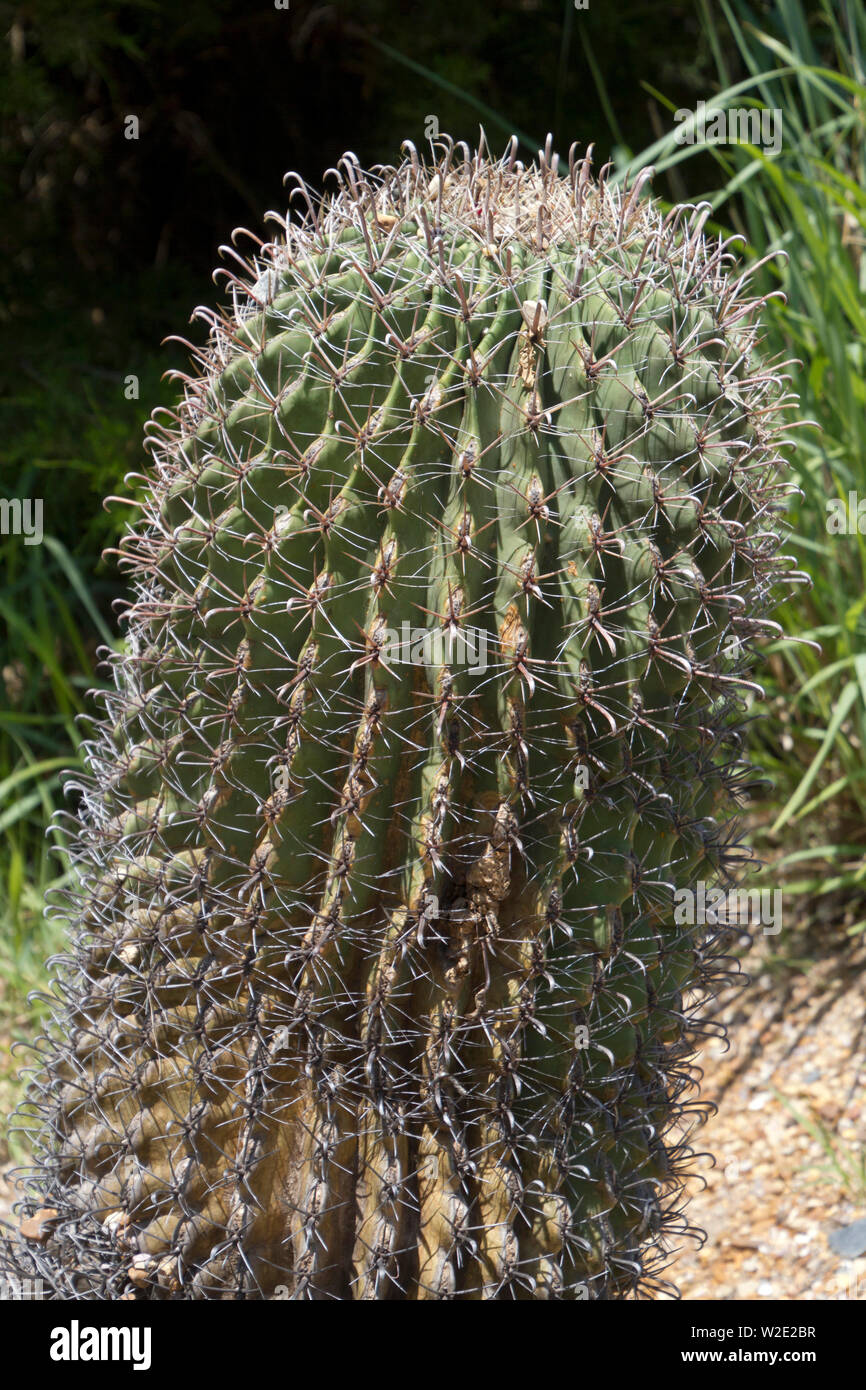 Long dangerous sharp thorns hi-res stock photography and images - Alamy