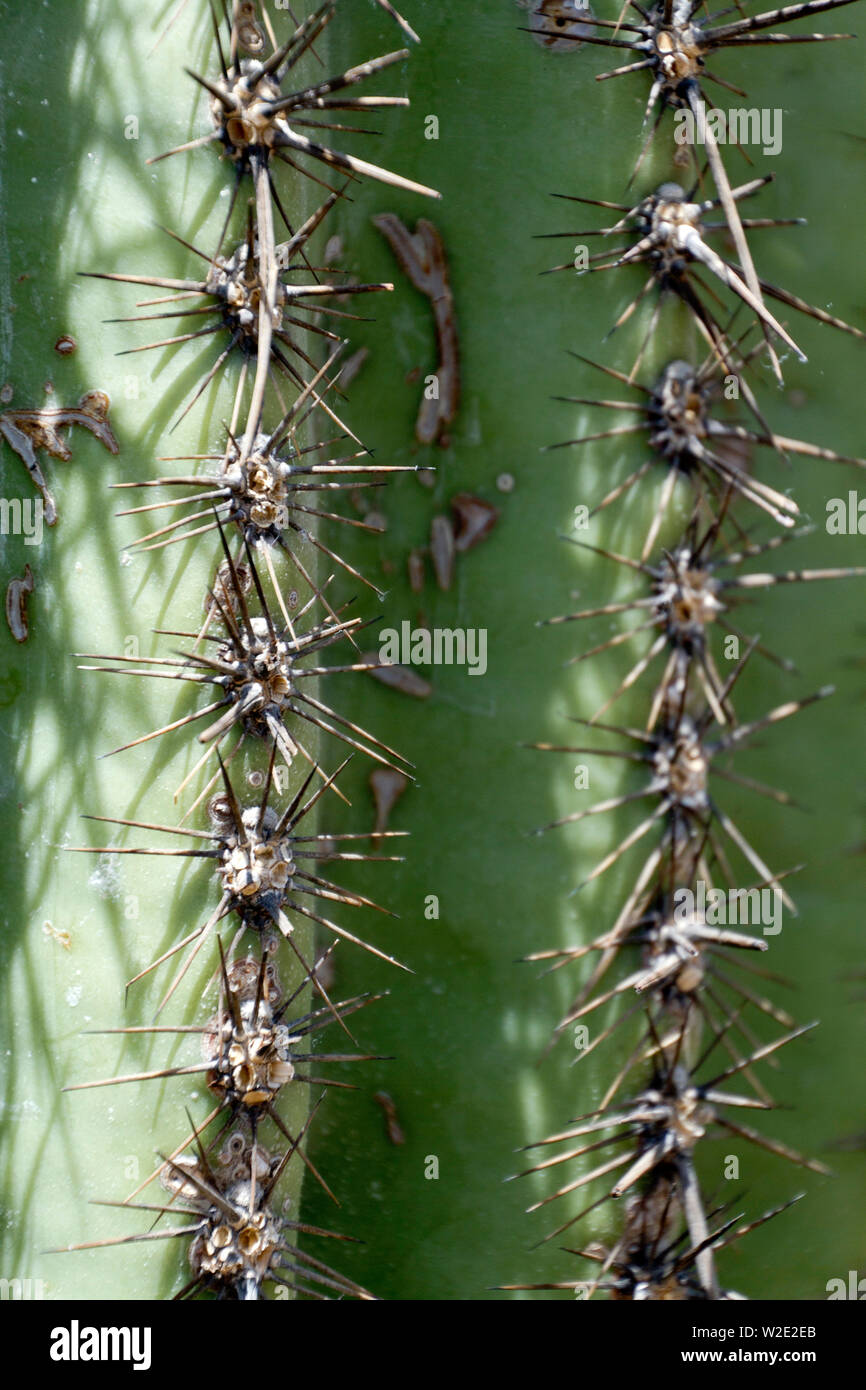 Daunting close-up of two vertical rows of sharp, needle-like spines of ...