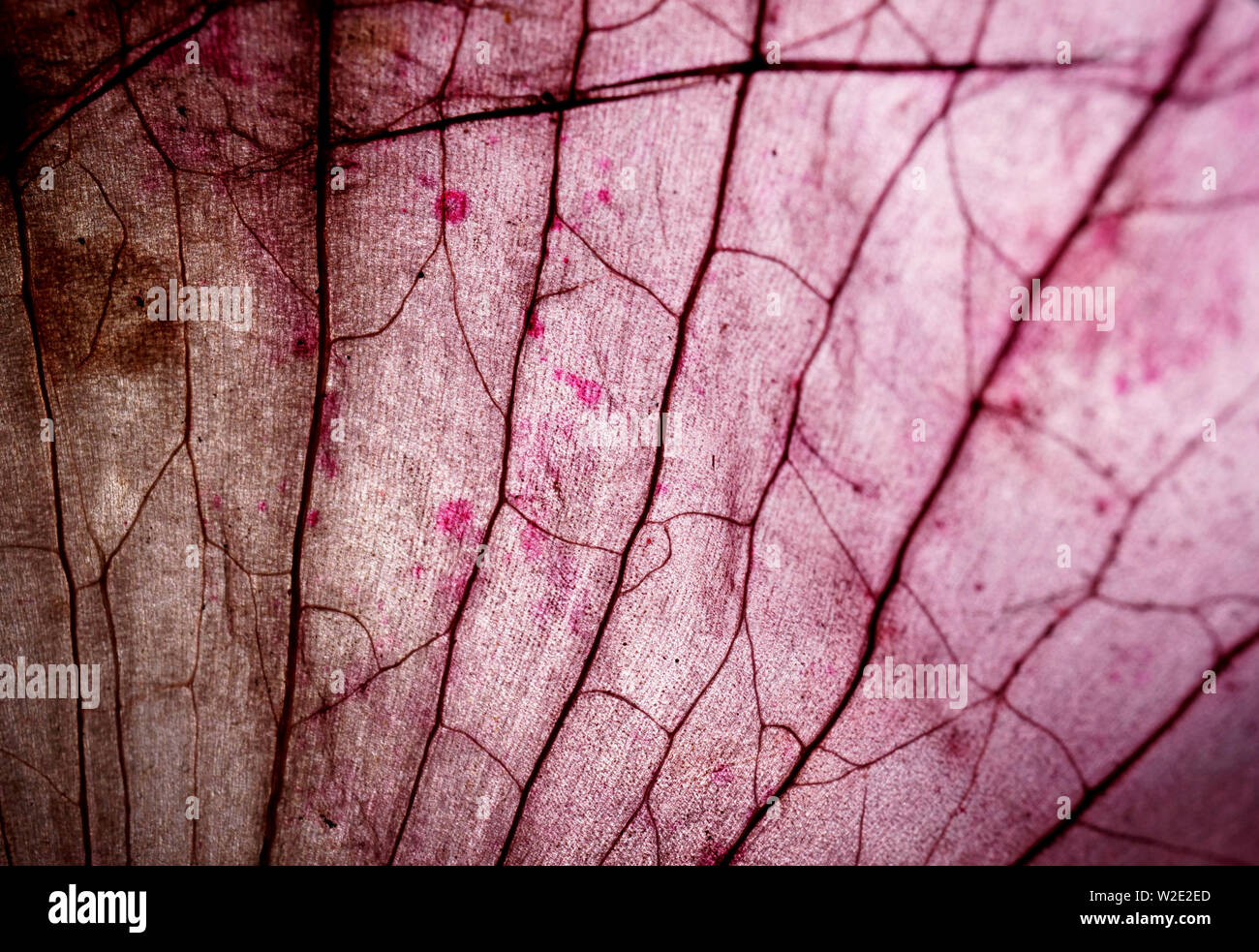 Plant tissue and cell culture hi-res stock photography and images - Alamy