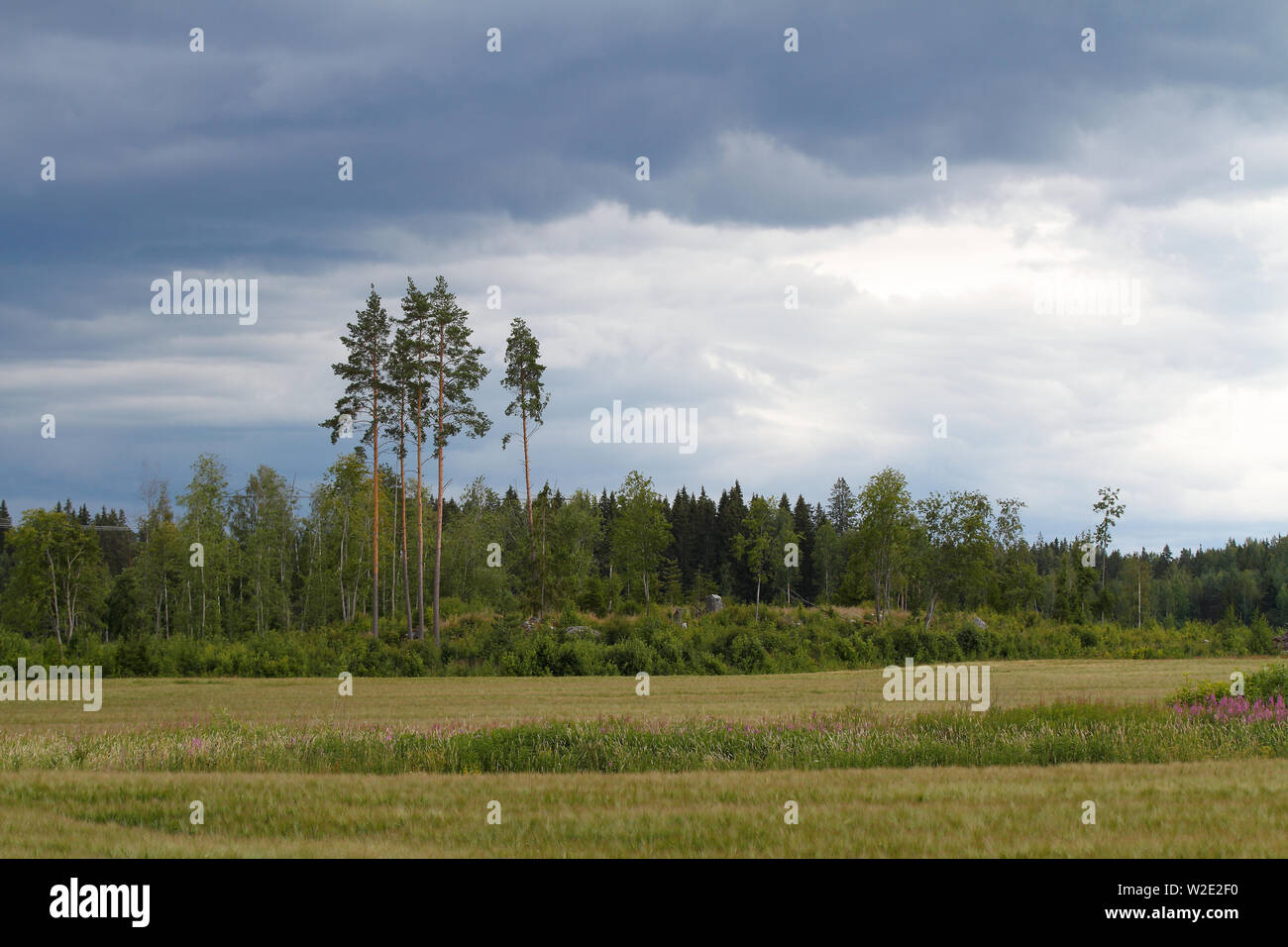 Five tall pine trees left after forestry. Thunder storm is approaching ...