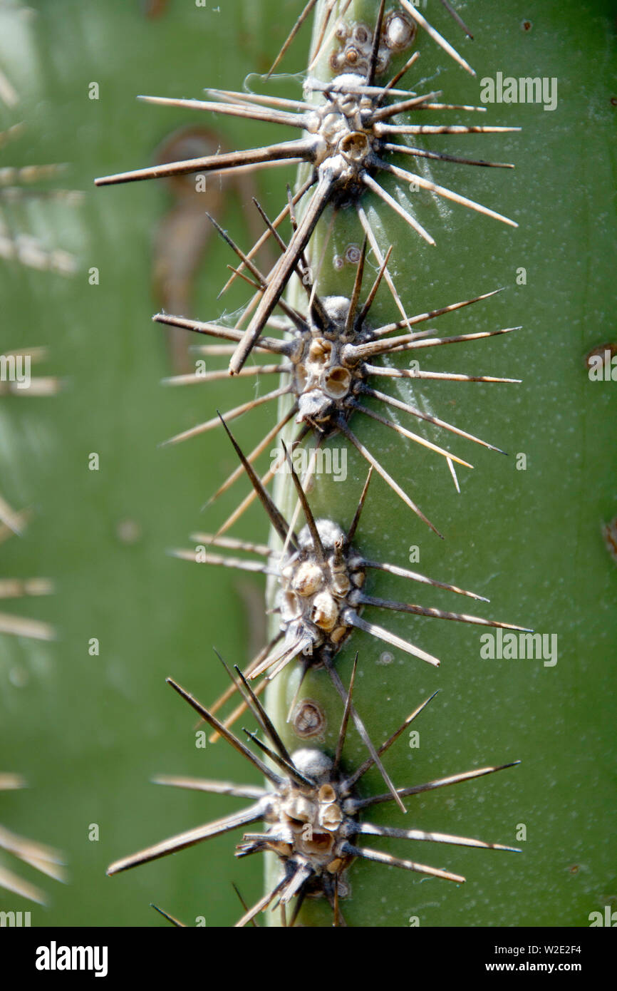 Long needle cactus hi-res stock photography and images - Alamy