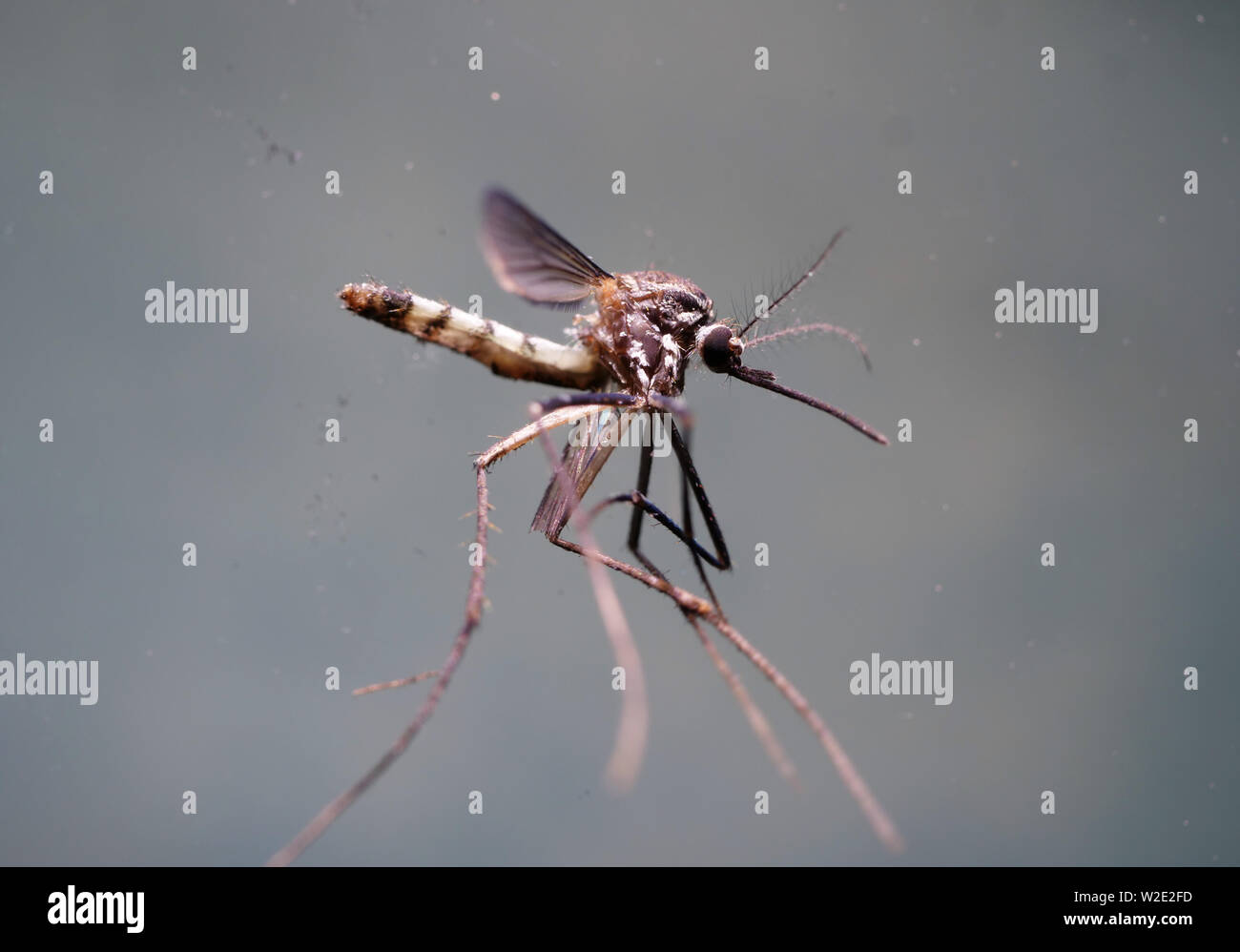 Lab insect hi-res stock photography and images - Alamy