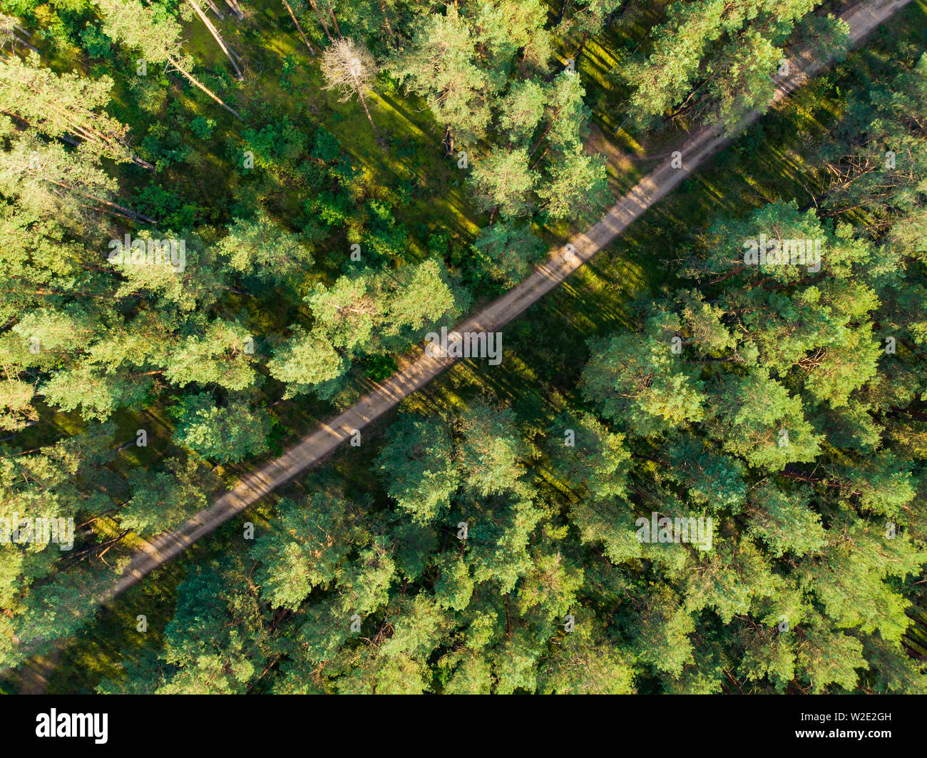 Aerial top down view of autumn forest with a path among pine trees ...