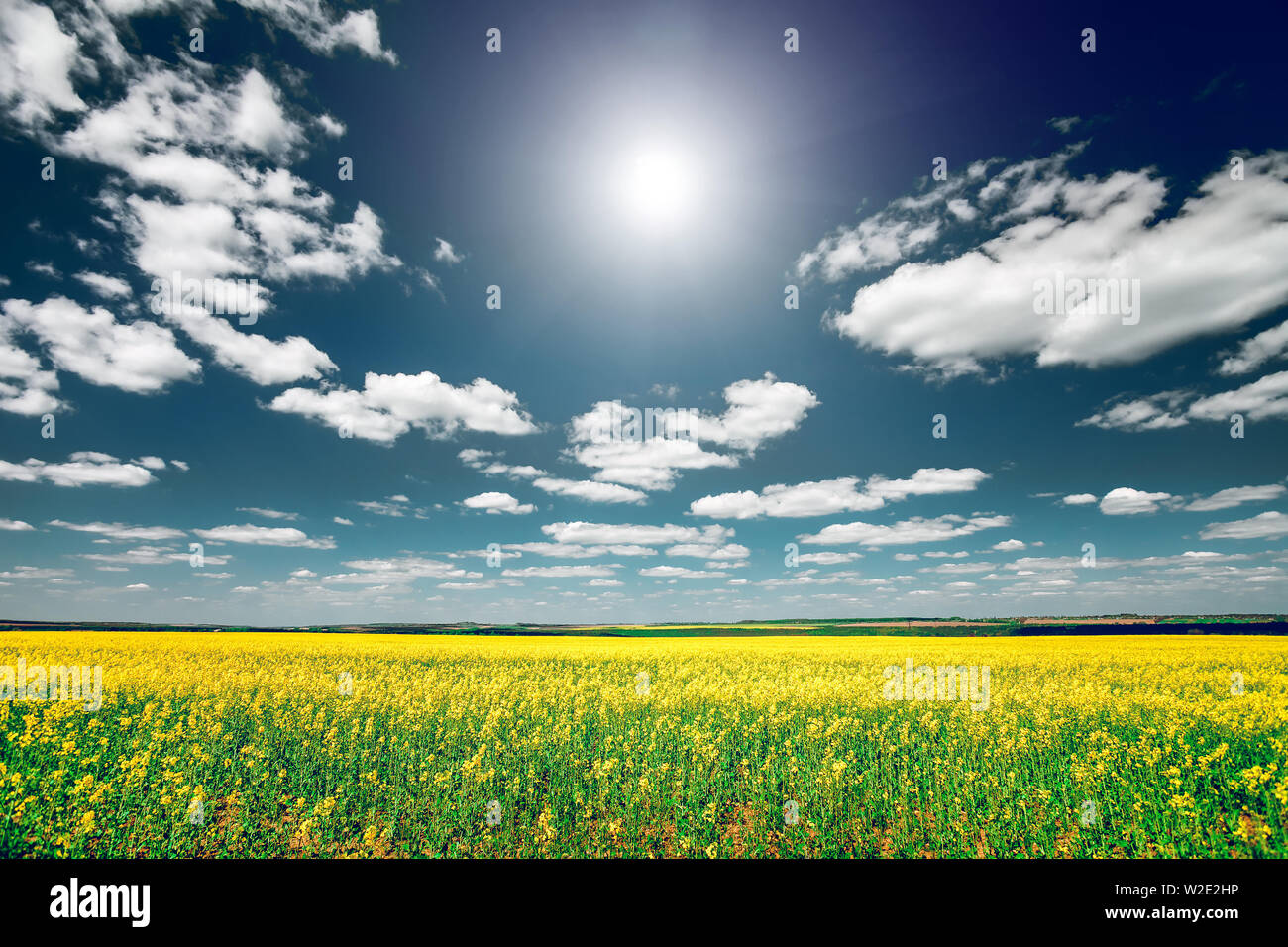 Beautiful nature landscape.Yellow Flowers field in Bakota Park, Ukraine ...