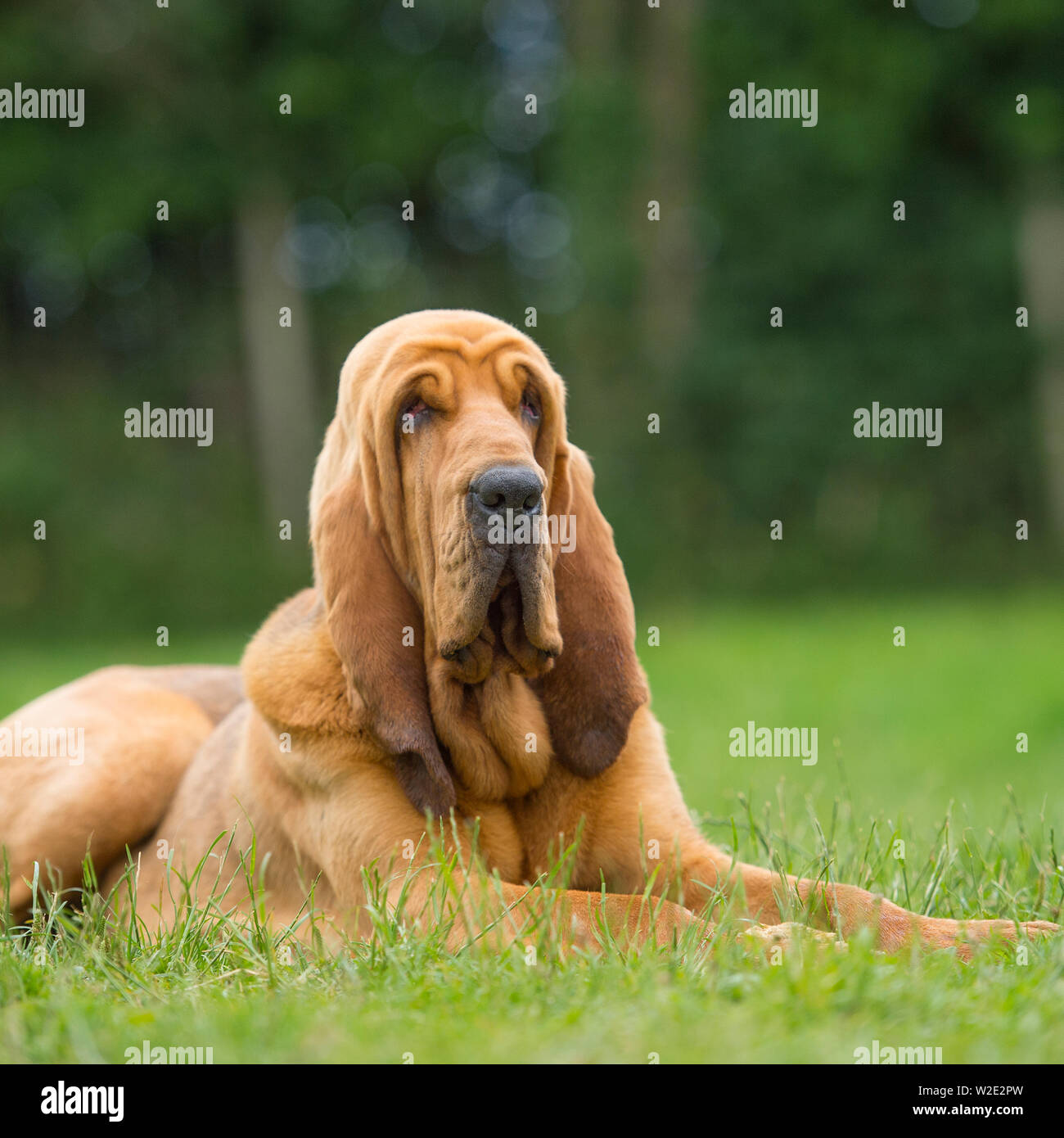 St hubert hound hi-res stock photography and images - Alamy