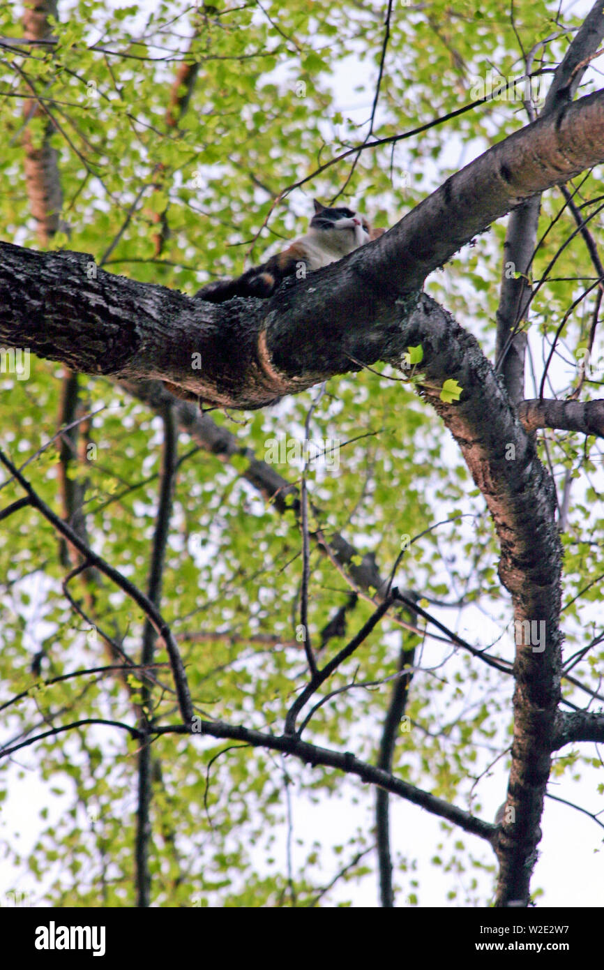 A small, scared calico kitty peeks down from a high tree branch where ...