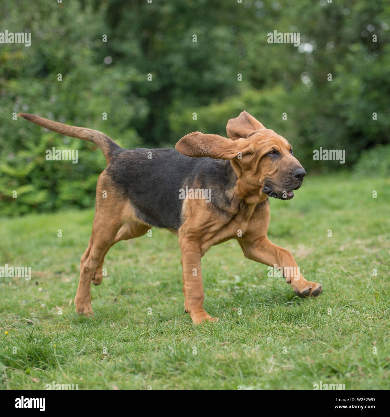 Bloodhound full body hi-res stock photography and images - Alamy