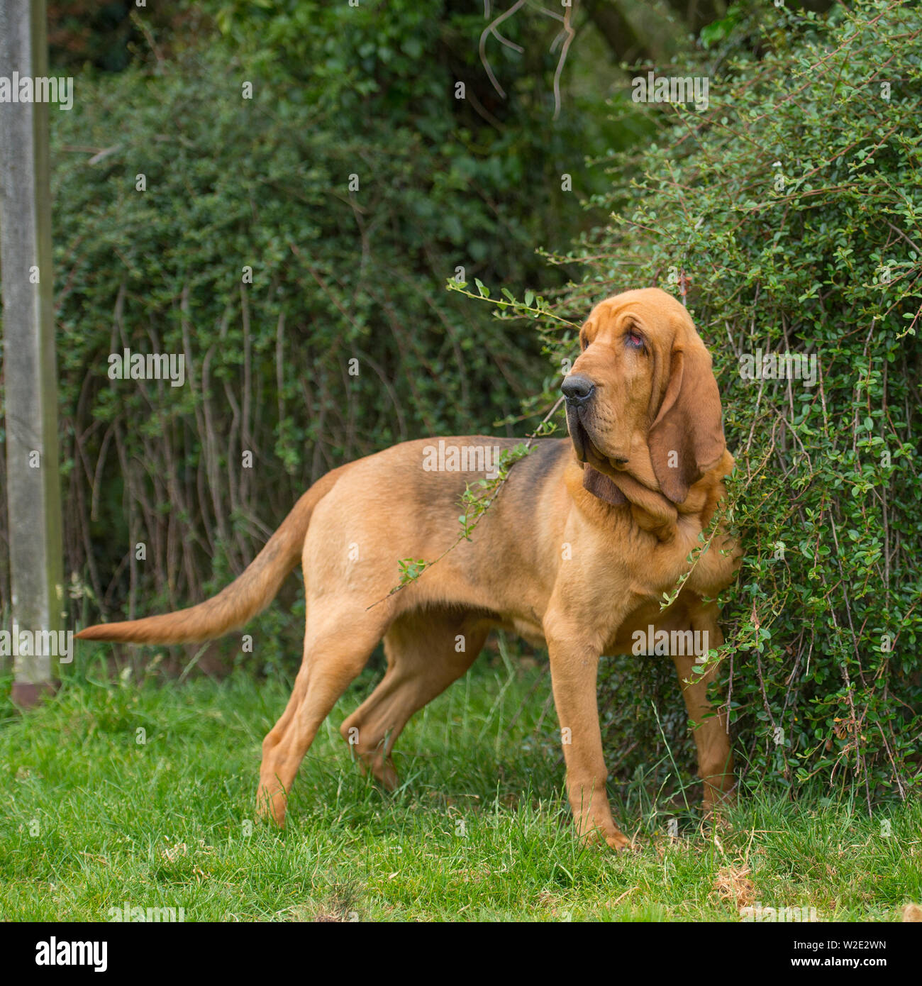 Bloodhound Full Body High Resolution Stock Photography and Images - Alamy