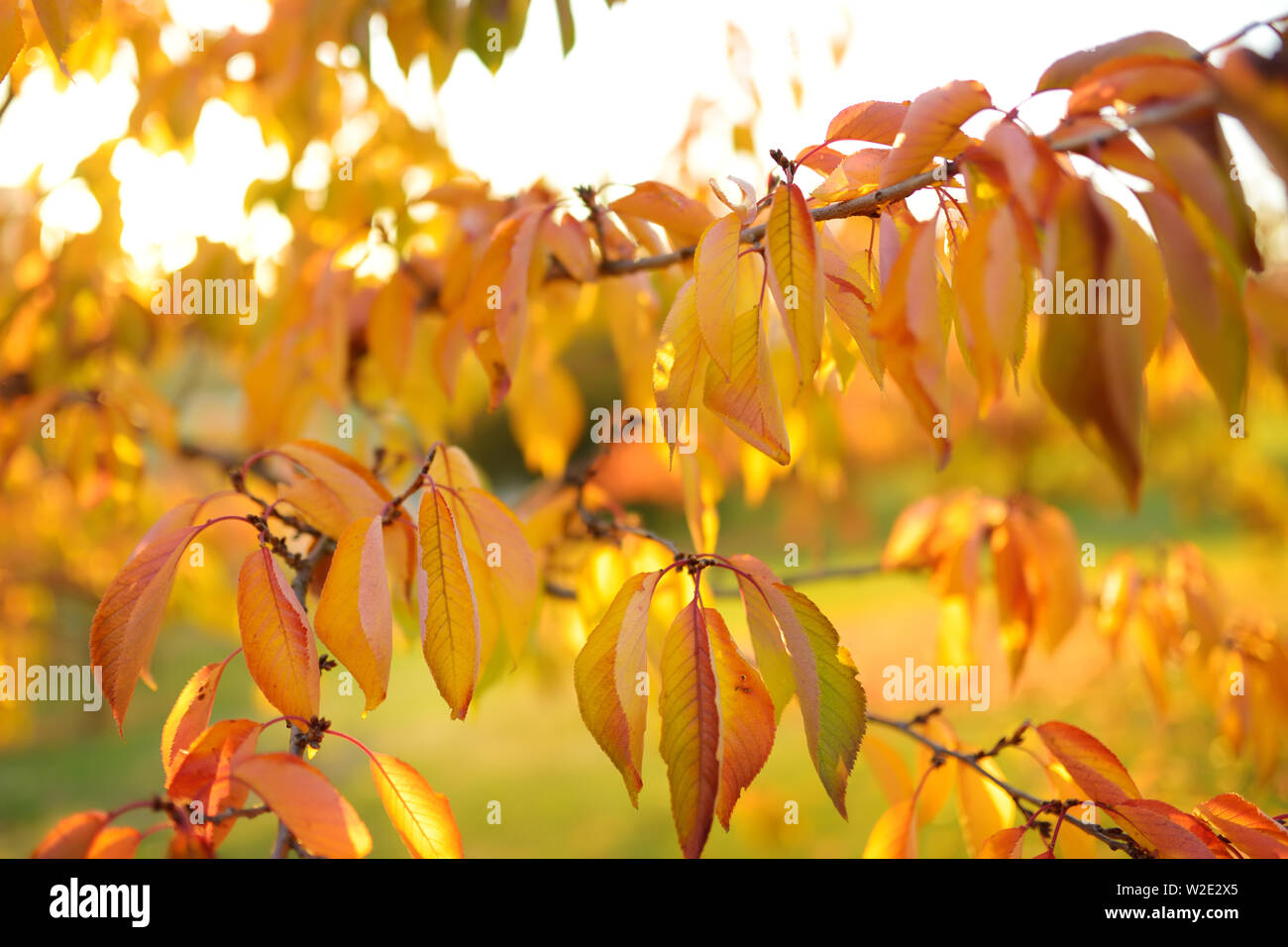 Golden cherry hi-res stock photography and images - Alamy