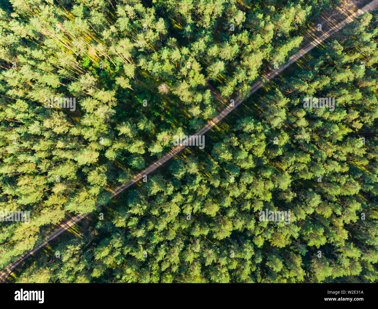 Aerial top down view of autumn forest with a path among pine trees ...