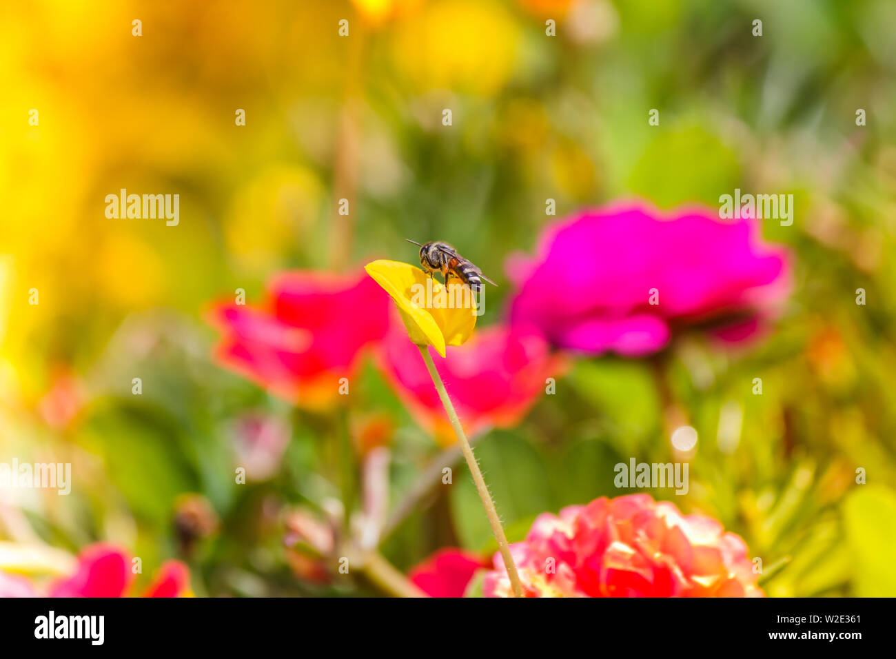 Flying worker honey bee with bee pollen feeding on Pinto peanut Stock ...