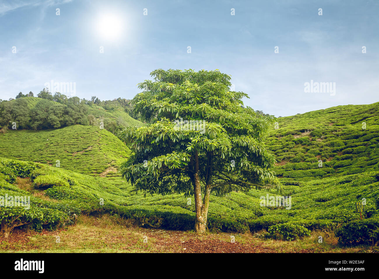Big tree on tea plantation in the Cameron Highlands, Malaysia Stock ...