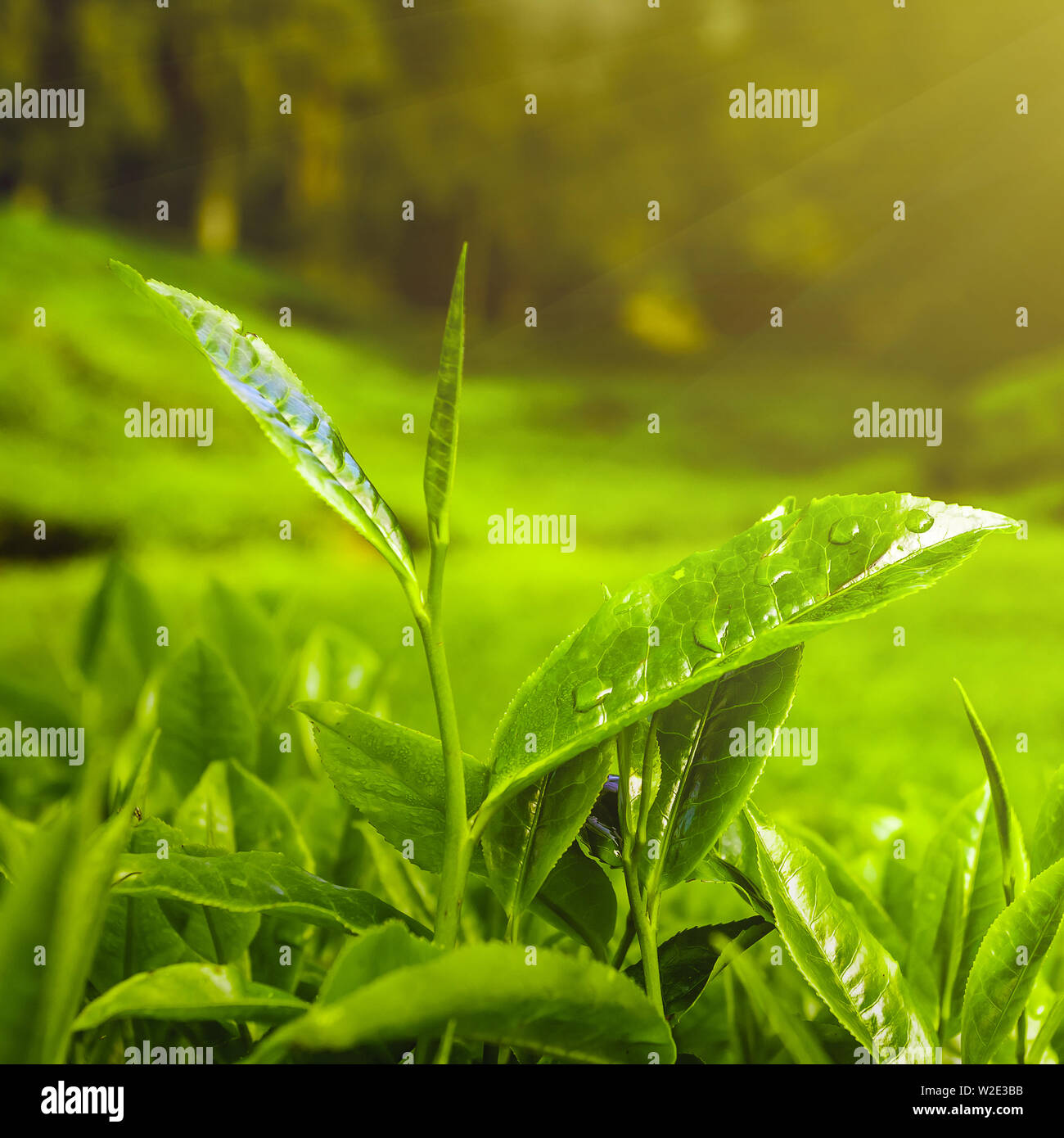 close up green Tea leaves in Cameron highlands, Malaysia Stock Photo ...
