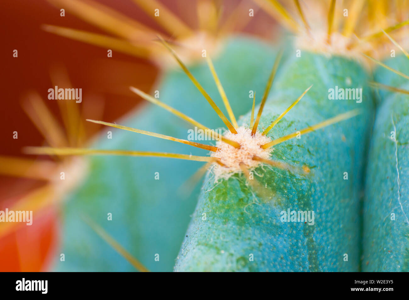 Closeup of spines on cactus, background cactus with spines Stock Photo ...