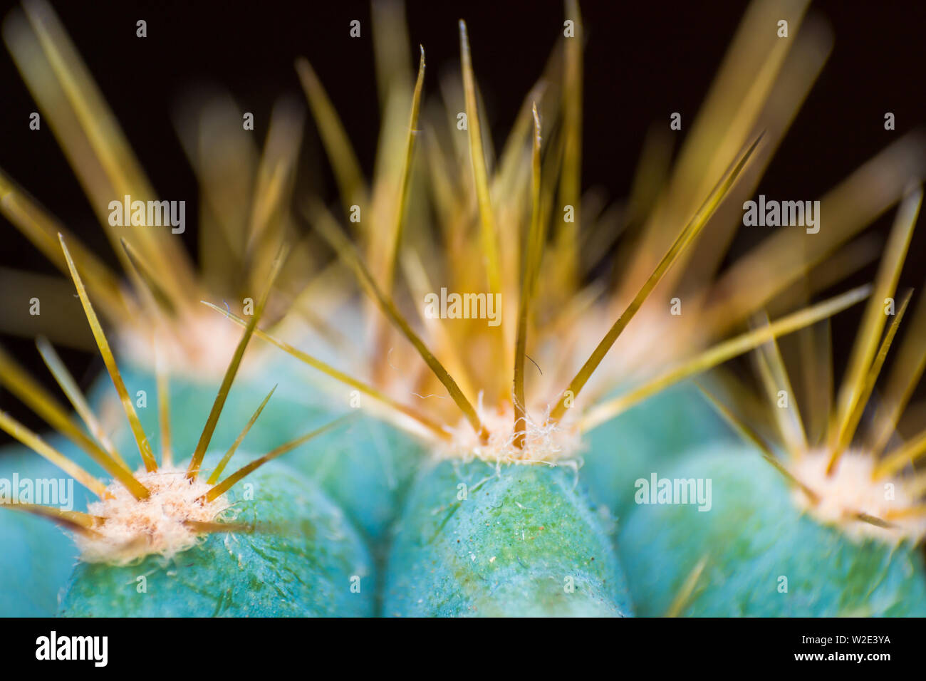 Closeup of spines on cactus, background cactus with spines Stock Photo ...