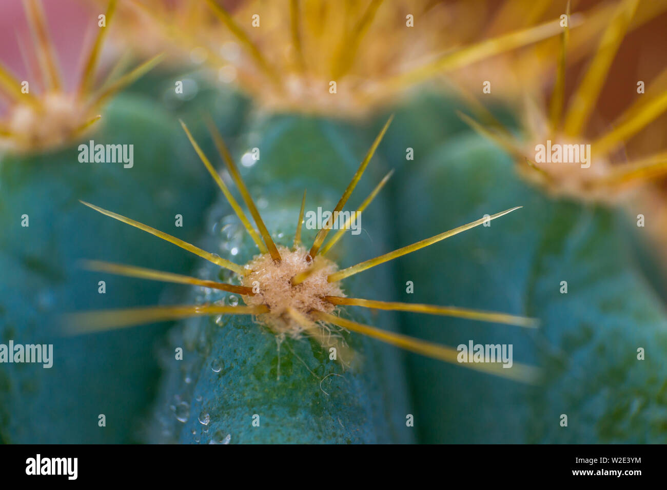 Closeup of spines on cactus, background cactus with spines Stock Photo ...