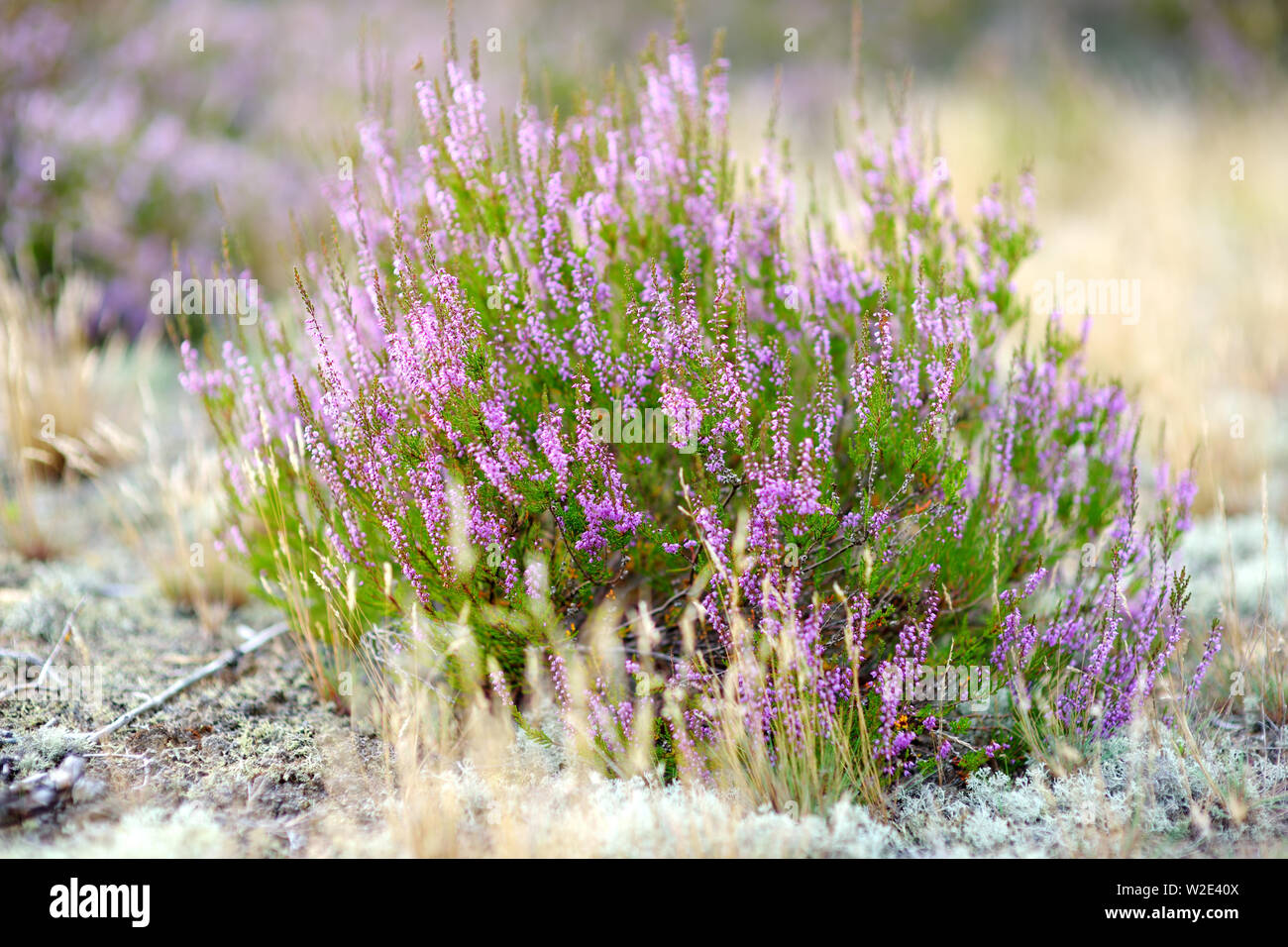 Detail of a flowering heather plant in Lithuanian landscape. Beautiful ...