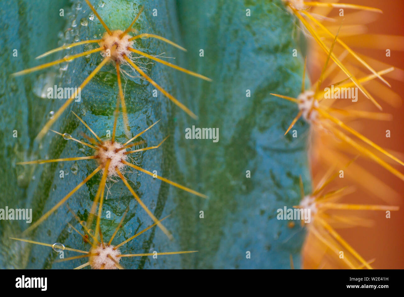 Closeup of spines on cactus, background cactus with spines Stock Photo ...