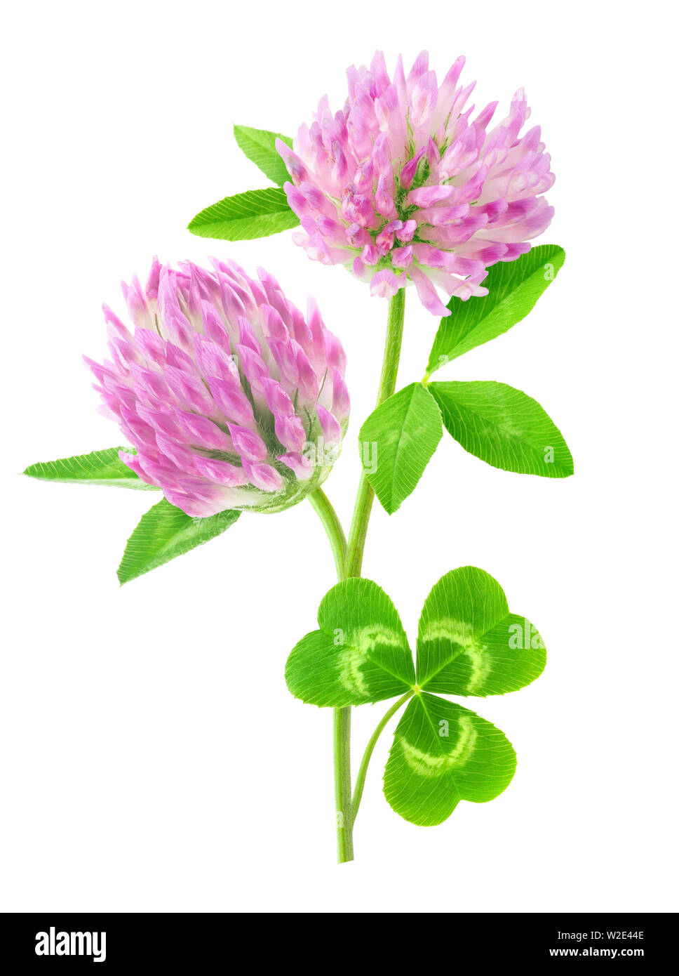 Isolated flower. Pink clover with stem and leaves isolated on white ...