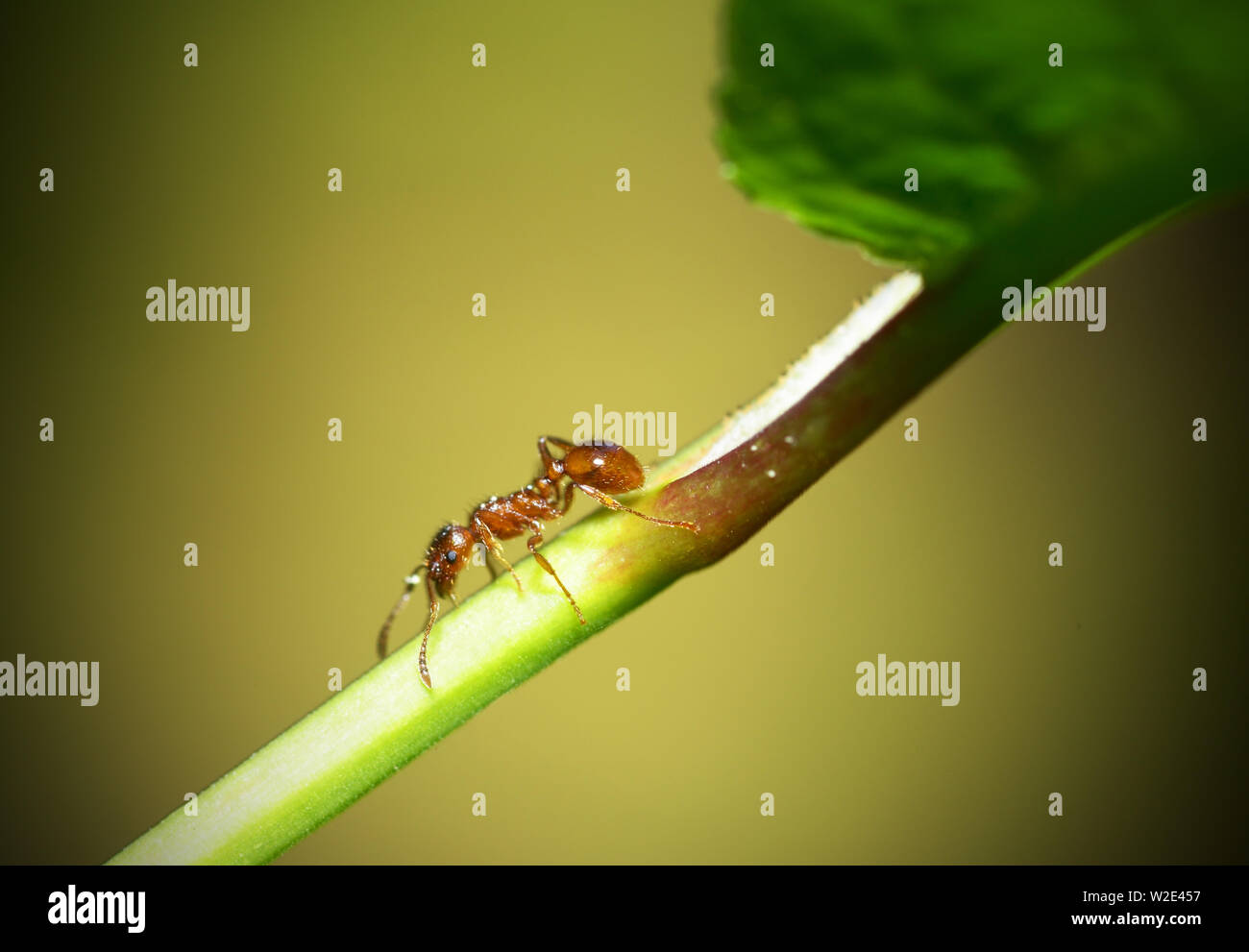 Ant runs on a sprig of grass.Very active and agile insect Stock Photo ...