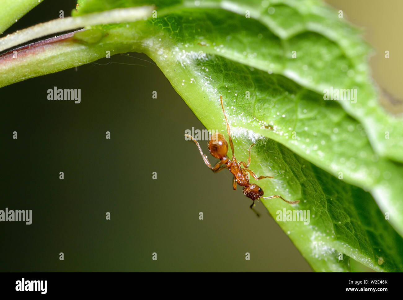 Ant runs on a sprig of grass.Very active and agile insect Stock Photo ...